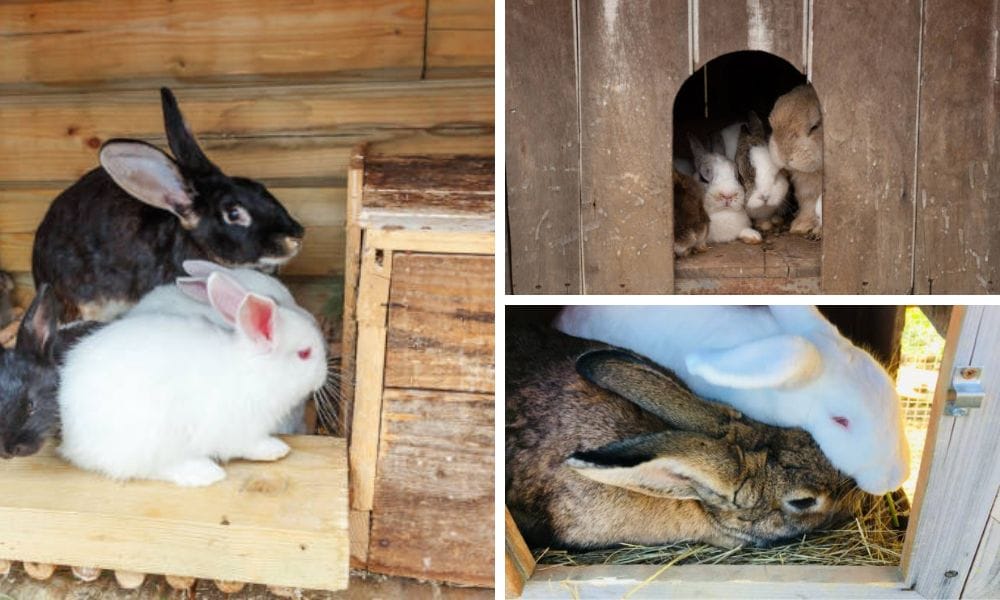 The Essential Guide to Rabbit Nesting Box Dimensions