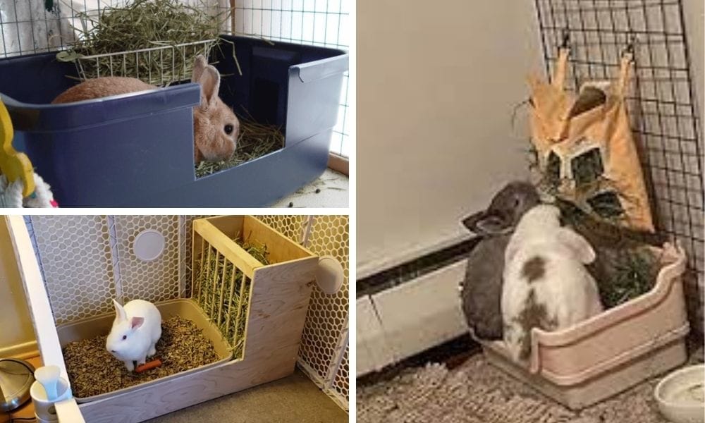 Selecting the Right Litter Box for Rabbit: A Comprehensive Guide