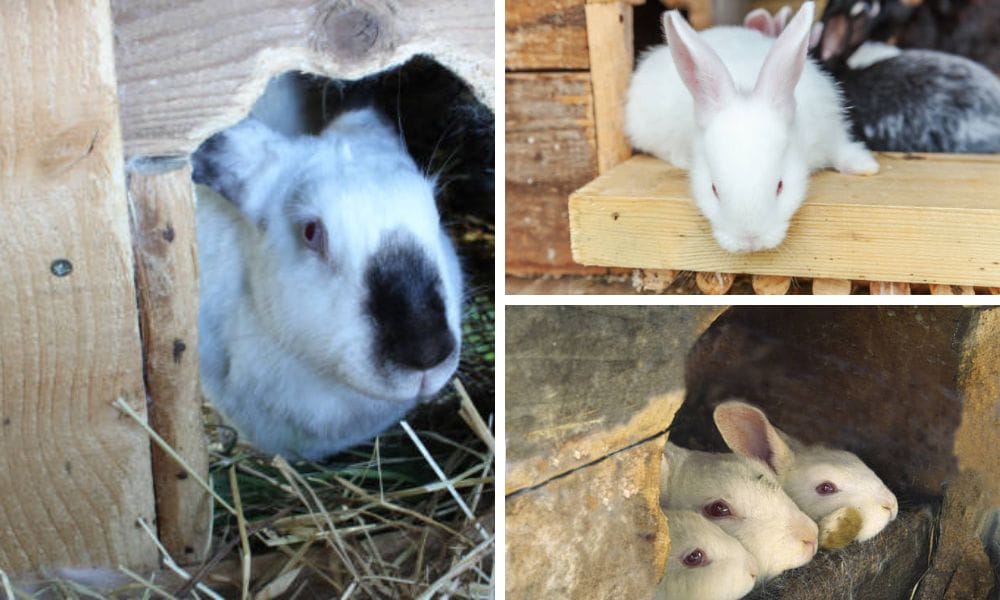 Understanding the Importance of Rabbit Nest Box in Rabbit Care