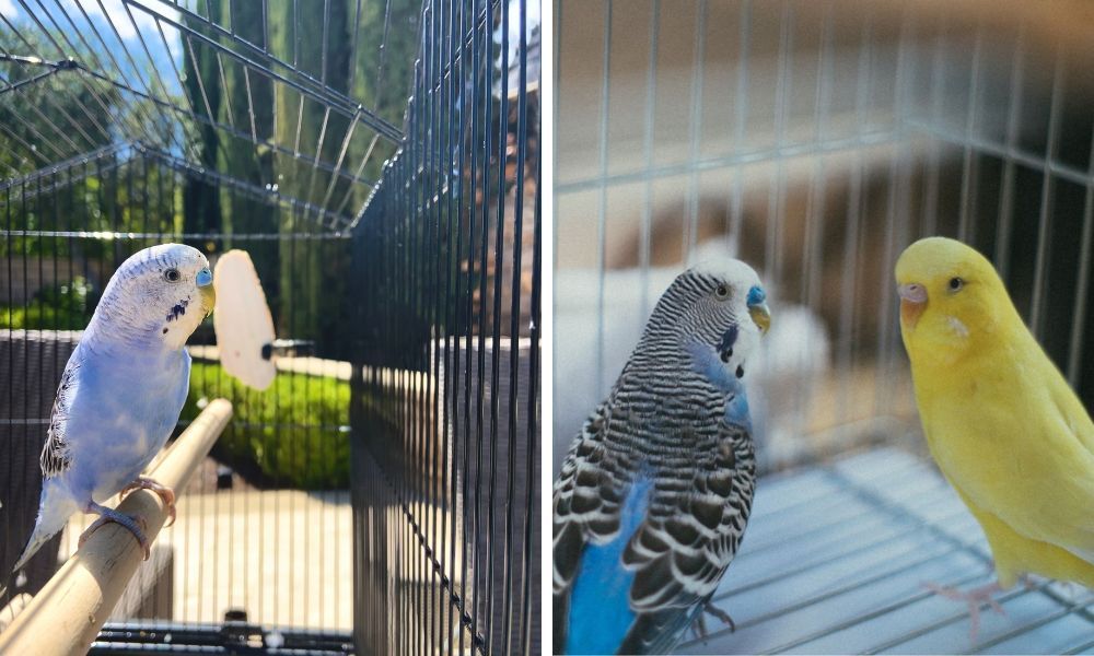 A Parakeet Lover’s Guide to English Budgies