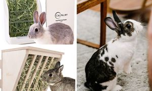 3 Rabbit Starter Kits That Every Pet Owner Should Look Into