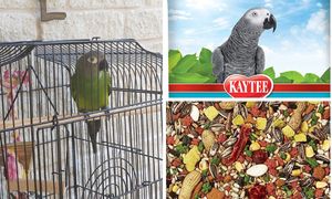 Boost Your Bird's Health with Kaytee Parrot Food: All Natural Ingredients!