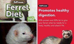 A Balanced Diet for an Active Ferret? Get the Nutrition They Need with ...