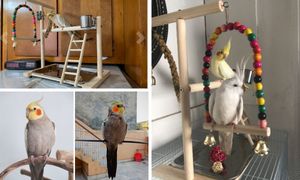 The Playful Parrot: Choosing the Right Toys for Cockatiel Playground