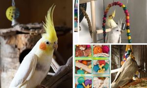 Exploring Different Types of Cockatiel Toys: From Chewables to Swings