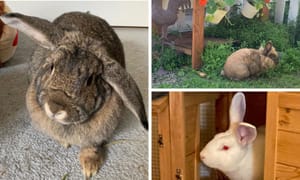 Top 7 Must-Have Alfalfa Pellets for Rabbits