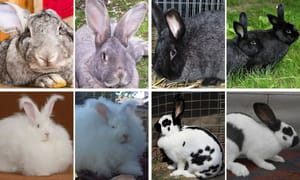 The Gentle Giants: A Guide to Large Rabbit Breeds for 2025