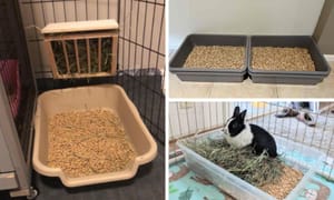 Rabbit Tunnel: These Are Top 5 Options For Your Furry Friend