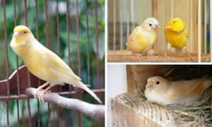 Guide to Buying the Perfect Canary Nest: What to Look For