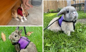 Harness For a Rabbit: Top 5 Rabbit Harnesses That Will Make Your Bunny ...