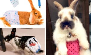 Top 3 Rabbit Diapers That Will Change Your Bunny's Life!