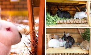 5 Essential Features of a Safe and Comfortable Rabbit Nesting Box