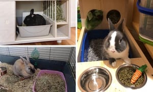 DIY Rabbit Nesting Box: Step-by-Step Instructions for Beginners