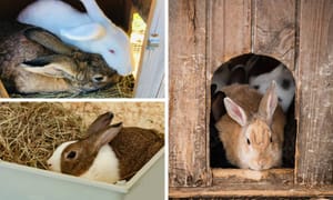 Creating a Cozy Space: Tips for Setting Up Rabbit Nesting Box