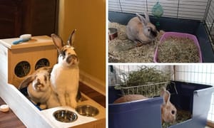 What to Look for When Buying a Litter Box for Rabbit