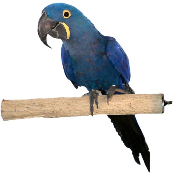 The 5 Best Macaw Toys You Can Buy in 2023