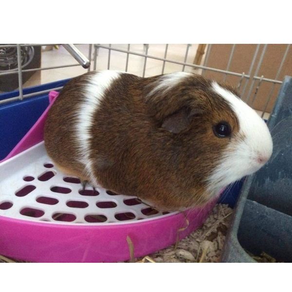 Top 5 Best Guinea Pig Litter Boxes of 2023