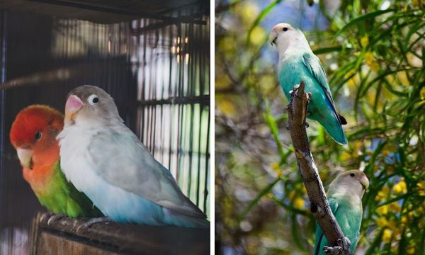 Love Birds Food: A Guide to Proper Feeding Practices in 2025!