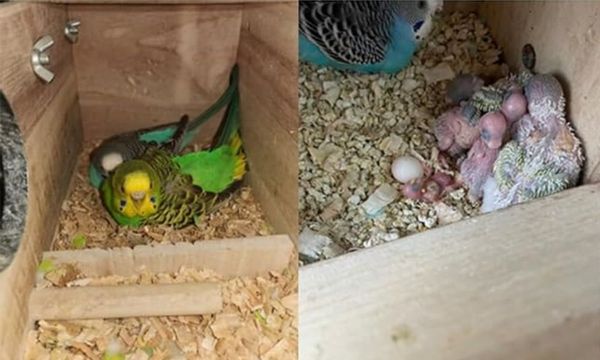 Parakeet Nesting Box: How Nesting Boxes Benefit Parakeets