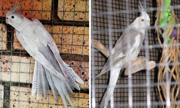 Unveiling the Mystique of the Ashenfallow Cockatiel