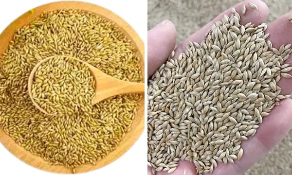 Unlocking the Secrets of Canary Seed: A Superfood in Disguise
