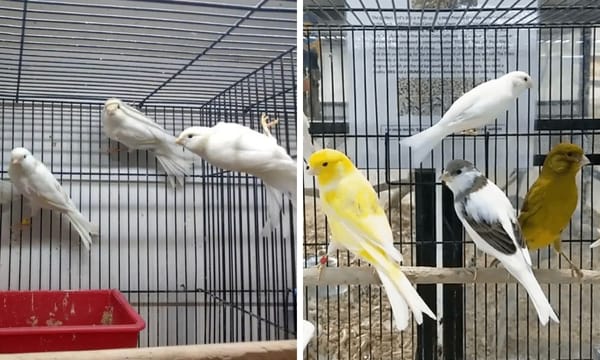 The Enchanting World of the White Canary Bird: A Bird Lover Guide