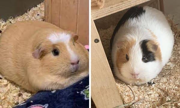 The Comprehensive Guide to Understanding Your Fat Guinea Pig