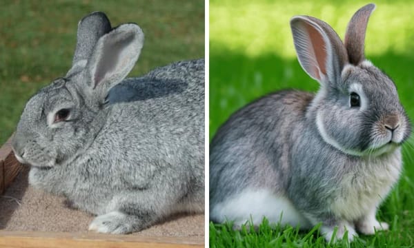 The Giant Chinchilla Rabbit: A Gentle Giant Among Bunnies