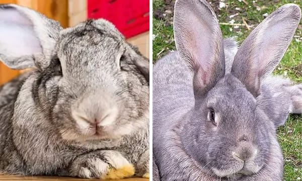 The Gentle Giants: A Guide to Large Rabbit Breeds for 2025