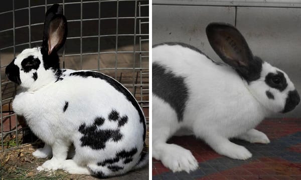 The Gentle Giants: A Guide to Large Rabbit Breeds for 2025