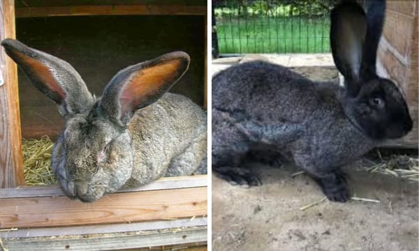 The Majestic Continental Giant Rabbit: A Comprehensive Guide