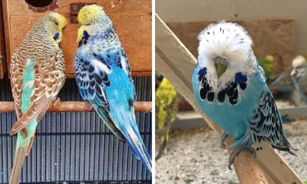A Parakeet Lover’s Guide to English Budgie: Everything You Need to Know