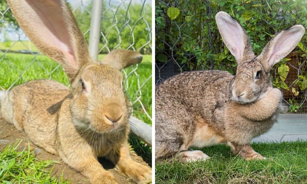 The Gentle Giants: A Guide to Large Rabbit Breeds for 2025