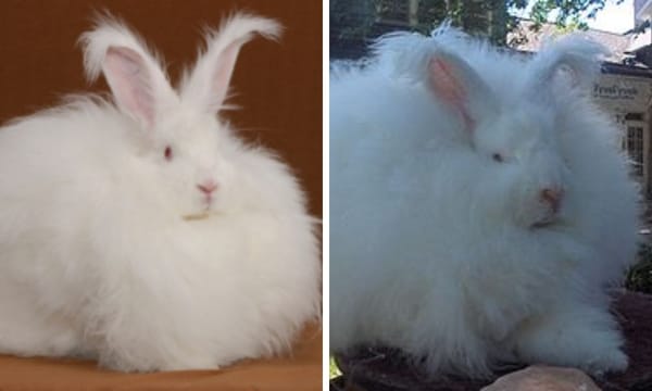 The Gentle Giants: A Guide to Large Rabbit Breeds for 2025