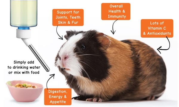 The Essential Guide to Guinea Pig Vitamin C Drops