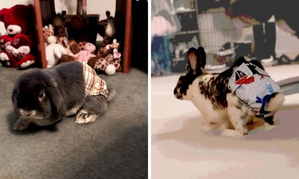 Top 3 Rabbit Diapers That Will Change Your Bunny's Life!