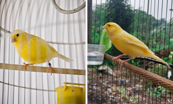 Materials Needed for Building a Comfortable Canary Nest