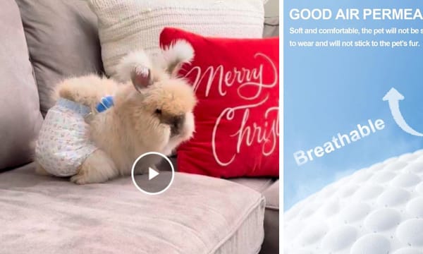 Top 3 Rabbit Diapers That Will Change Your Bunny's Life!