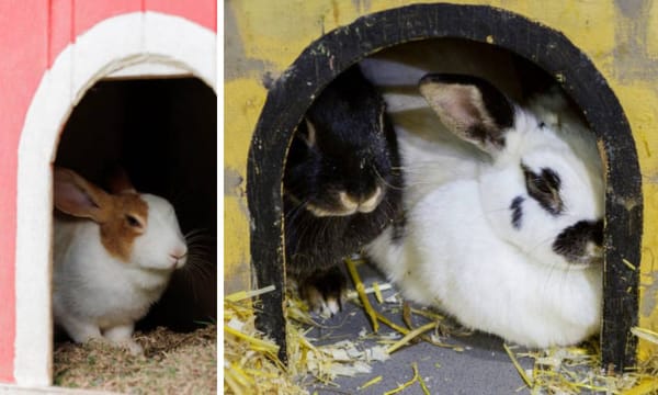 The Ultimate Guide to Building a Rabbit Castle: A Bunny's Dream Home