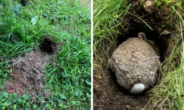 Unveiling the Mysteries: What Does a Rabbit Hole Look Like?