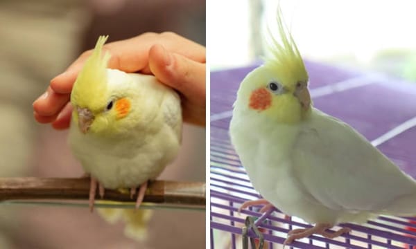 Understanding the Yellow Cockatiel: A Comprehensive Species Guide