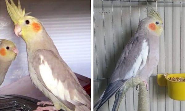 From Hatchling to Adult: The Life Cycle of a Cinnamon Cockatiel