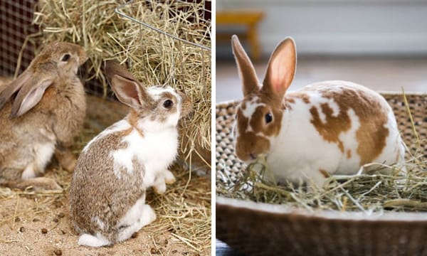 Rabbit Hay Feeder vs. Traditional Feeding Methods for Rabbits: A ...