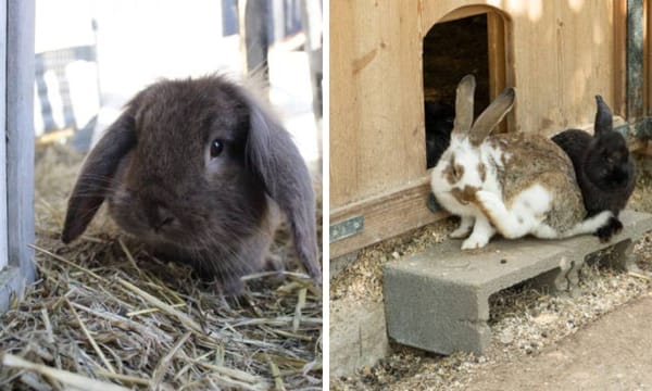 Rabbit Nutrition: The Importance of Hay and the Role of Rabbit Hay Feeder