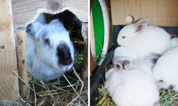 DIY Rabbit Nesting Box: Step-by-Step Instructions for Beginners