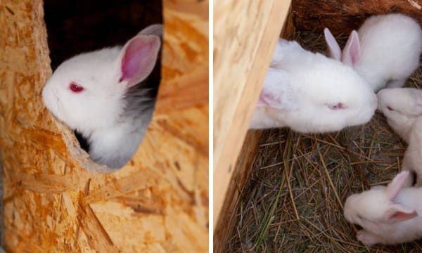 Understanding the Importance of Rabbit Nest Box in Rabbit Care