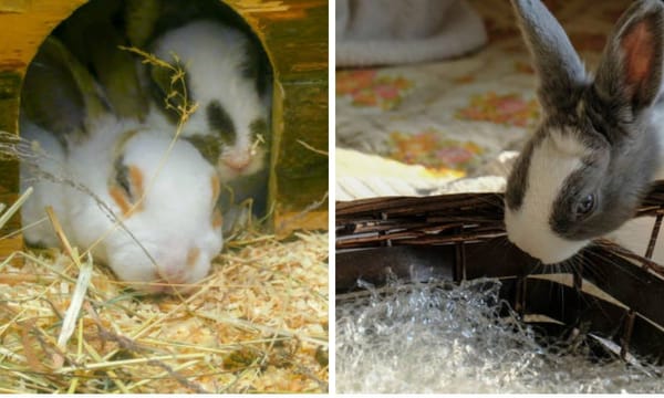 DIY Rabbit Nesting Box: Step-by-Step Instructions for Beginners