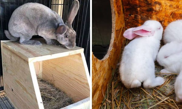 Understanding the Importance of Rabbit Nest Box in Rabbit Care