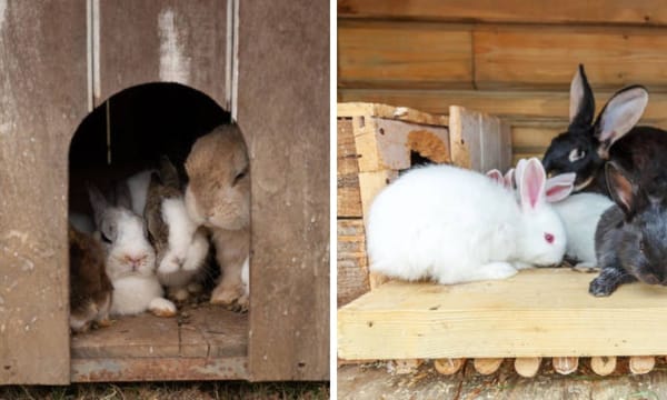 Creating a Cozy Space: Tips for Setting Up Rabbit Nesting Box