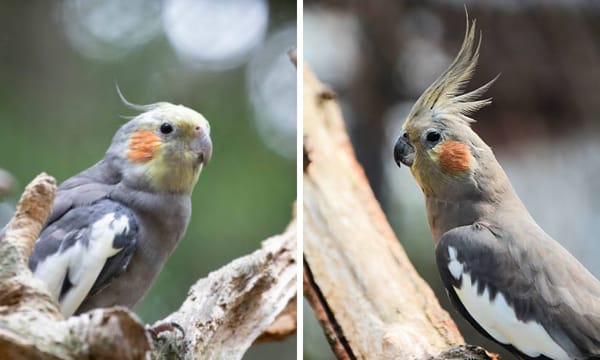 What Do Cockatiels Eat in the Wild? A Guide for Cockatiel Lovers